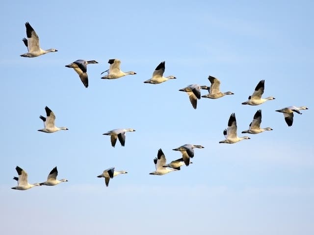 Thousands Of Migrating Birds To Fly Over Philly Area Monday | Newtown ...