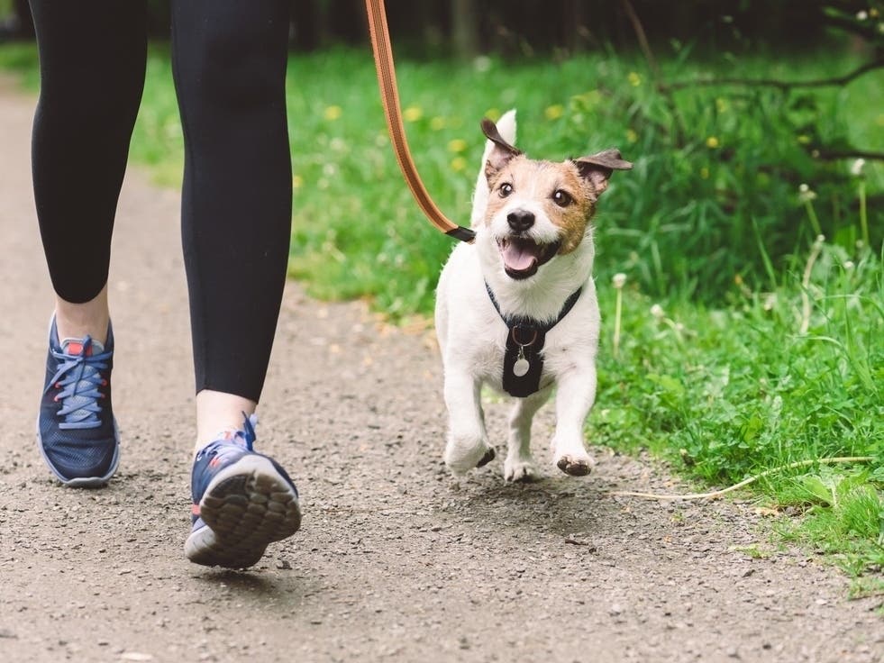 Dog License Renewals Underway In Westport | Westport, CT Patch
