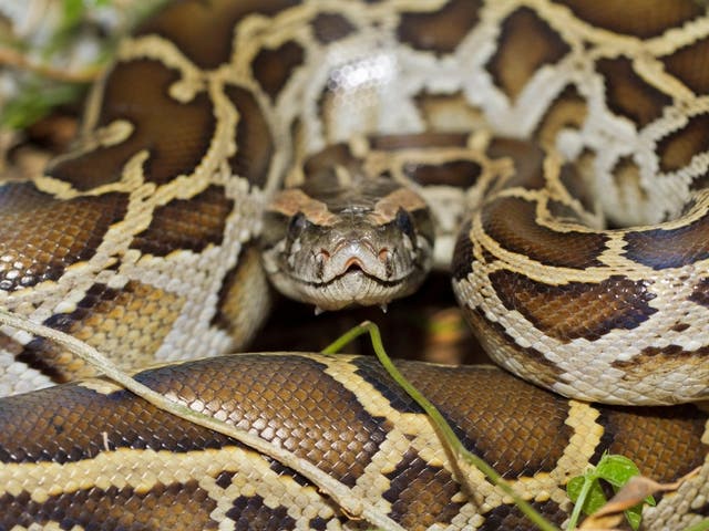 9-Foot Snake Found In Coventry, Owner Sought | Across Connecticut, CT Patch