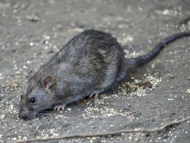 Rats, Rodents In Bloomfield: Health Department Has Tips For Residents ...