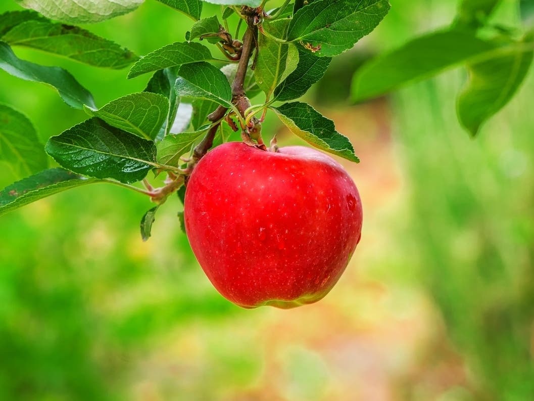 Where To Pick Apples Near West Orange: 2025 Guide | West Orange, NJ Patch