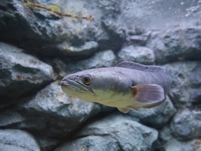 The 'Alarming' Invasive Fish Threatening PA Waters: What To Know ...