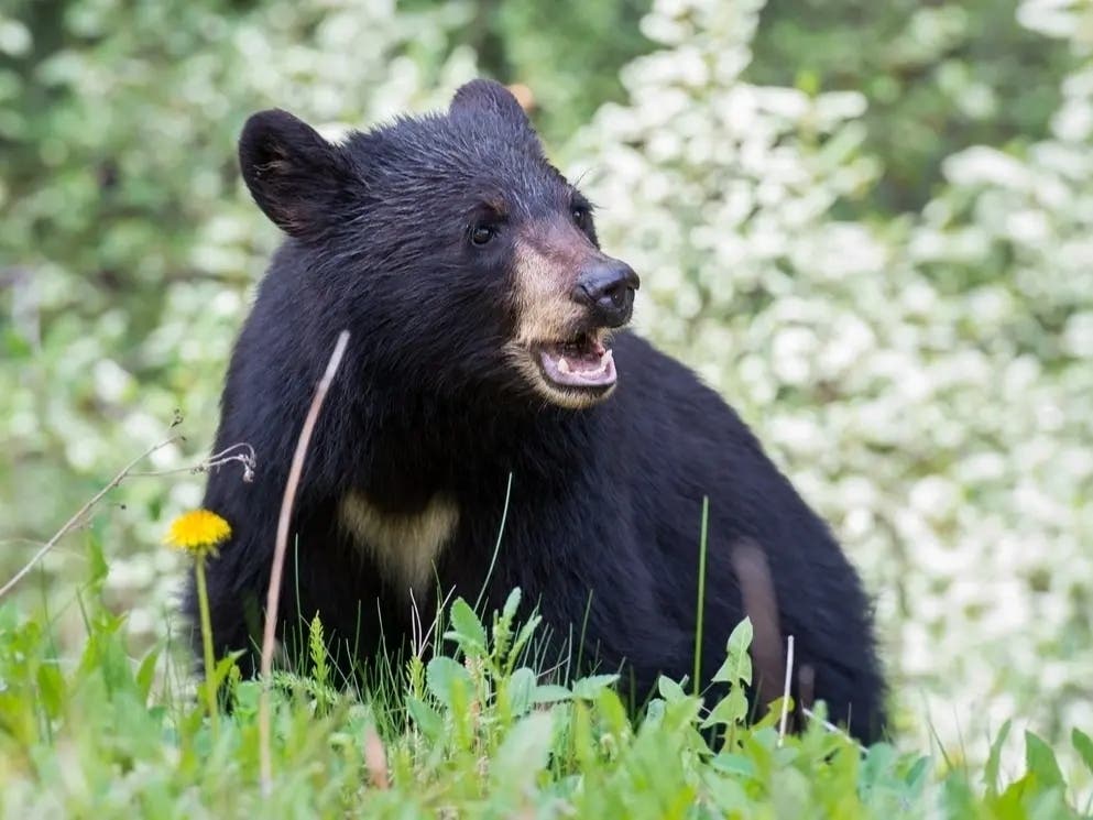 Black Bear Spotted In West Vincent Township | Phoenixville, PA Patch
