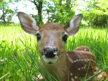 Incurable Deer Disease Confirmed In Bay Area | Fremont, CA Patch