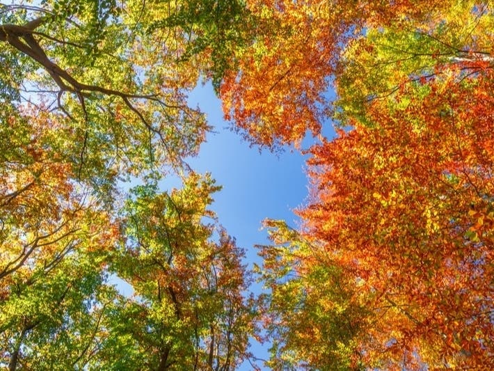 2021 Fall Foliage Peak Map When Leaves Are Best In Denver Denver CO 2021 Fall Foliage Peak Map When Leaves Are Best In Denver Denver CO