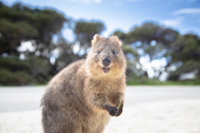 10 Cute Animal Photos That Will Brighten Your Day | Across America, US ...