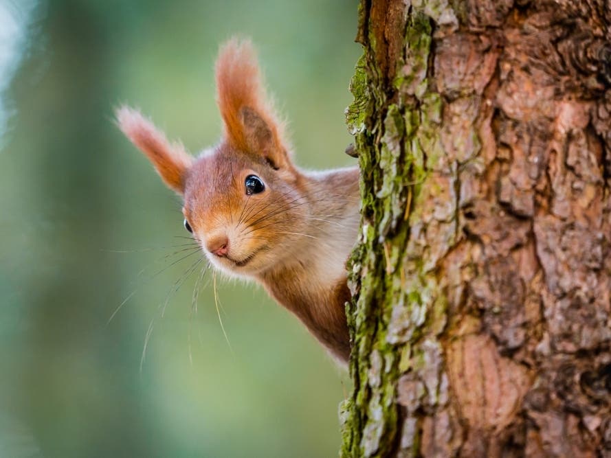 DEEP Seeks Public Input On Draft 2025 Connecticut Wildlife Action Plan ...