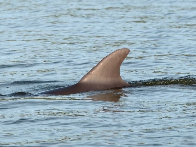 Dolphins Swim With Hudson River Kayaker Near Upper West Side: VIDEO ...