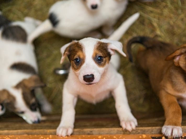 Chicagoans Can Bring Pets To Annual Blessing Of The Animals This ...