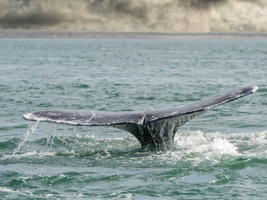 Gray Whale Carcass Prompts Closure Of Pacific Grove Breach | Santa Cruz ...