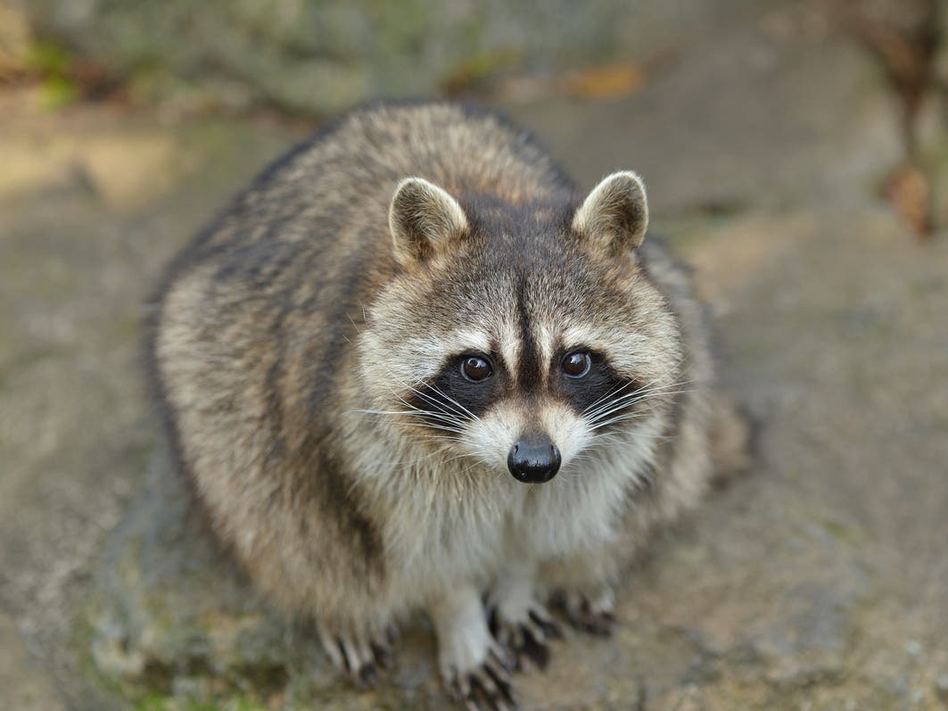 Raccoon Attack Prompts Warning From Ridgewood Police | Ridgewood, NJ Patch