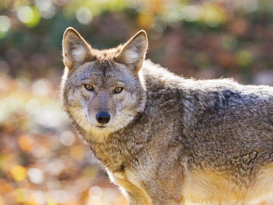 Sick Coyote Spotted Wandering Around Newton: Police | Newton, MA Patch