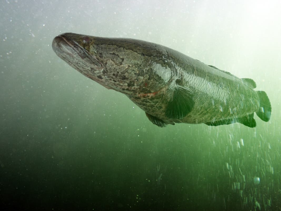 State Continues Invasive Northern Snakehead Fish Probe, Spotted For 1st ...
