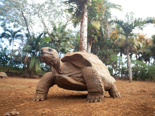 Giant Tortoise Patches Dies After 28 Years At Zoo Atlanta | Atlanta, GA ...