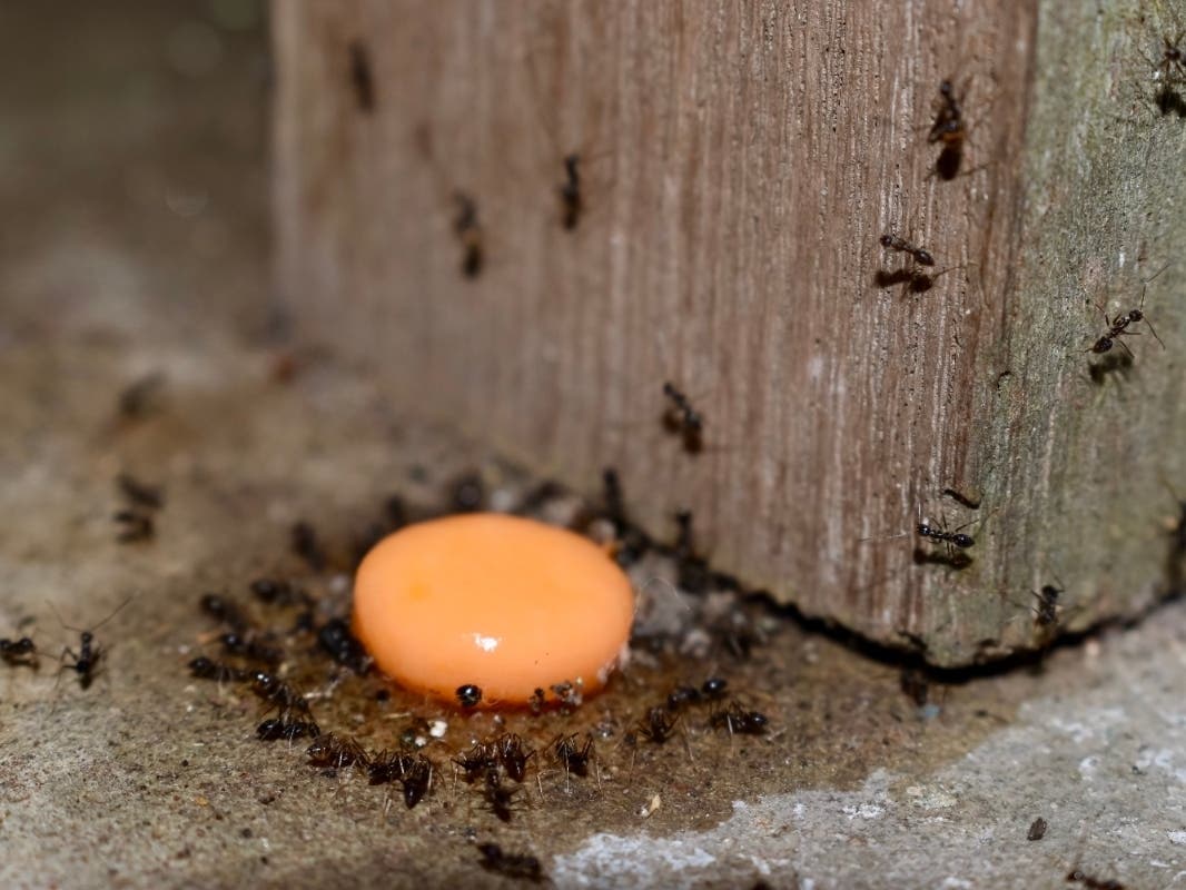 Invasive Ant Species With Painful Sting Found In Indiana: Report ...