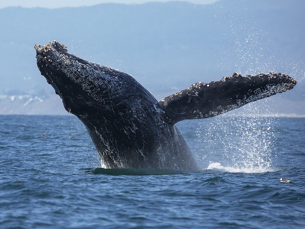 Dead Humpback Whale Washes Up In Cape May County | Ocean City, NJ Patch
