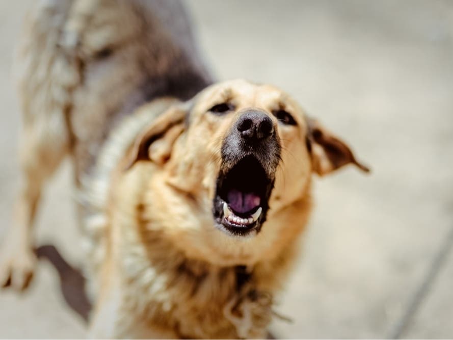 Protect Your Pet From Rabies In Southington This Weekend | Southington ...