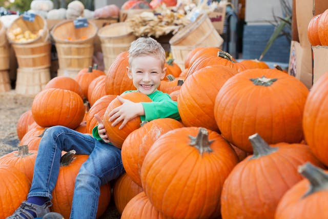 The Best Places To Pick Apples Around The North Bay: 2025 Guide | Napa ...