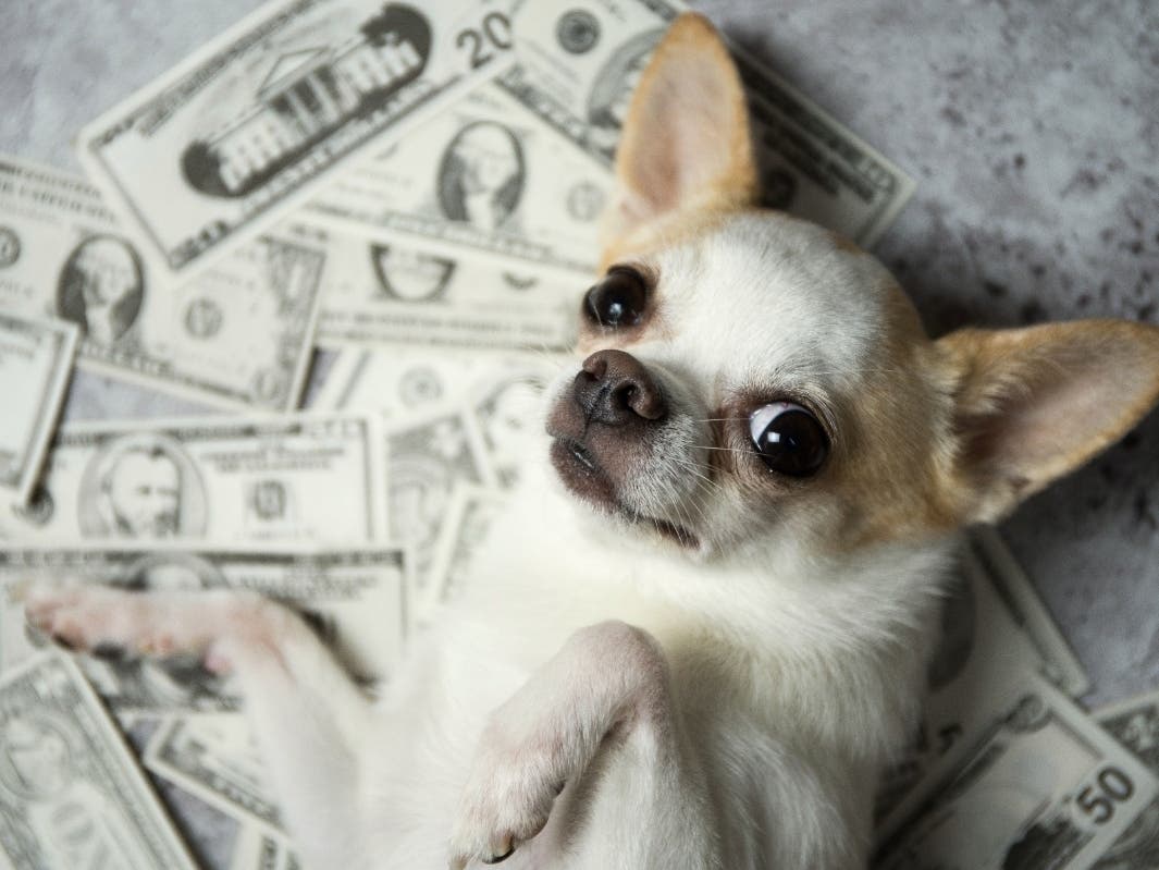 8 Long Valley Dogs Could Be On An NJ Lottery Scratch-Off Ticket | Long ...