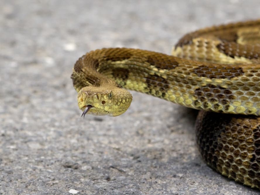 Summer Is Snakebite Season, PWC Medical Center Warns | Woodbridge, VA Patch