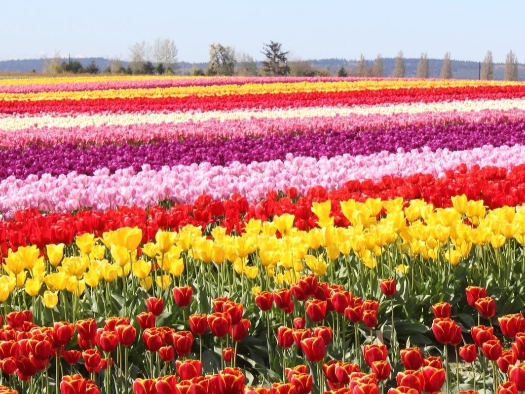 Spring Craft Fairs | Mom Prom | Creative Writing Workshop | More ...