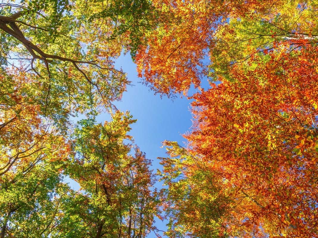 Fall Foliage 2025 Weekly Forecast Maps Show When Colors Will Peak In MD ...