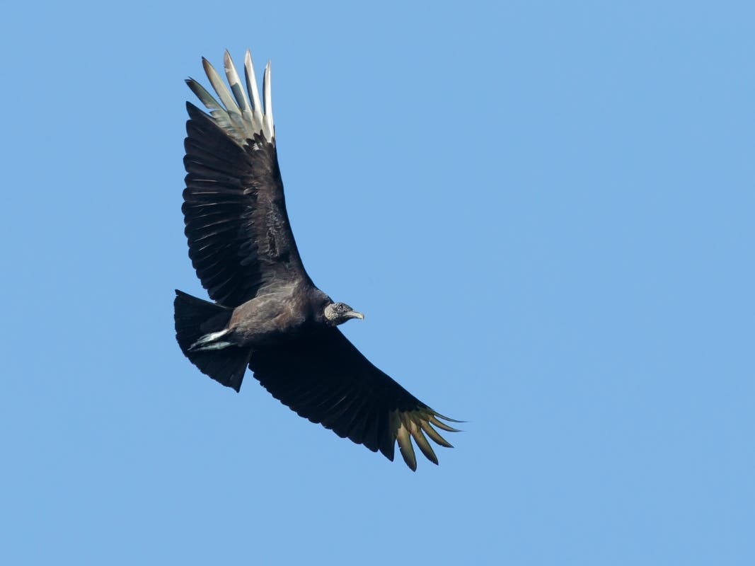 Vultures Are Dying Across VA: Here's Why, According To Officials ...