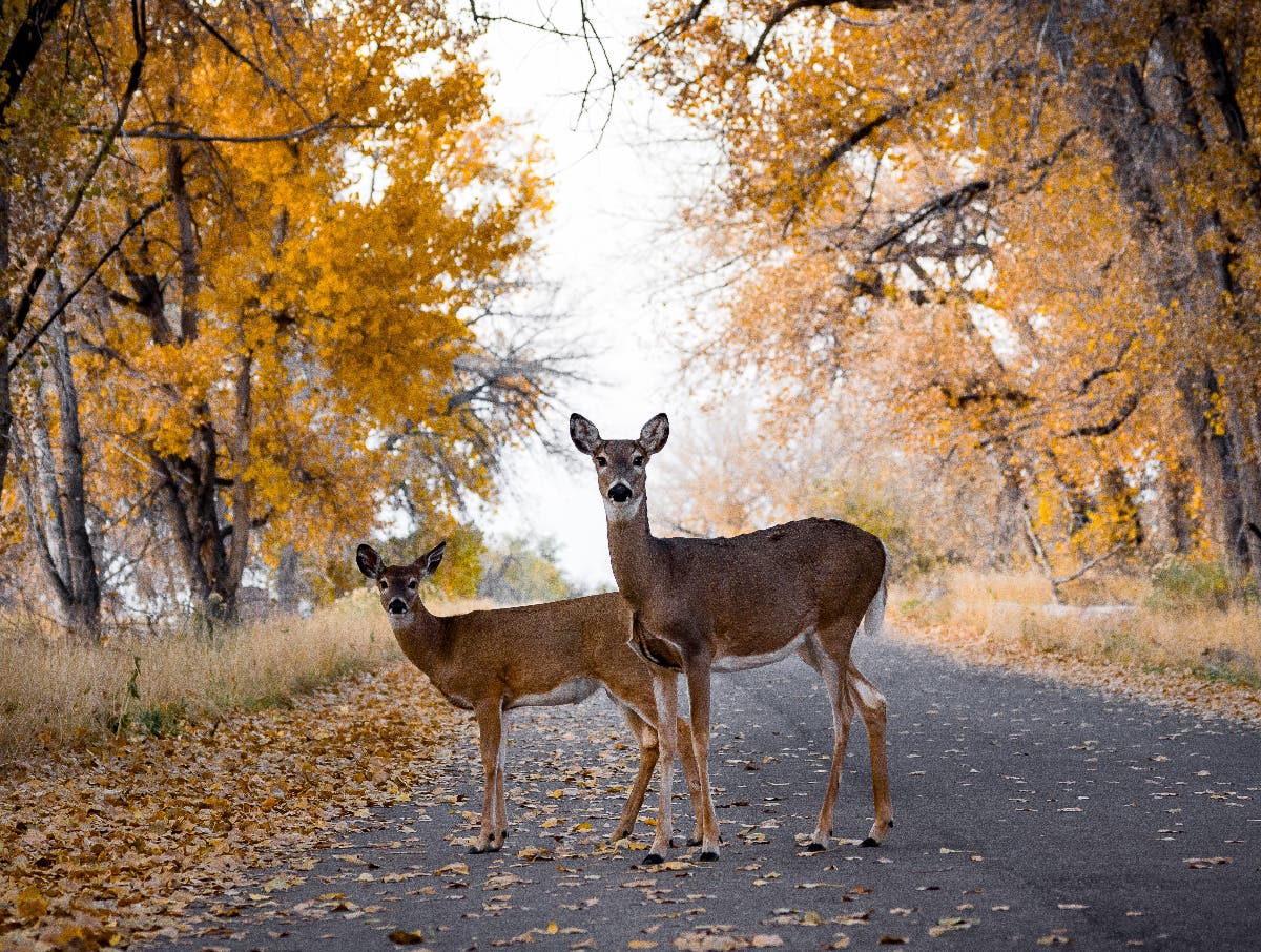 American Roadkill | Brentwood, CA Patch