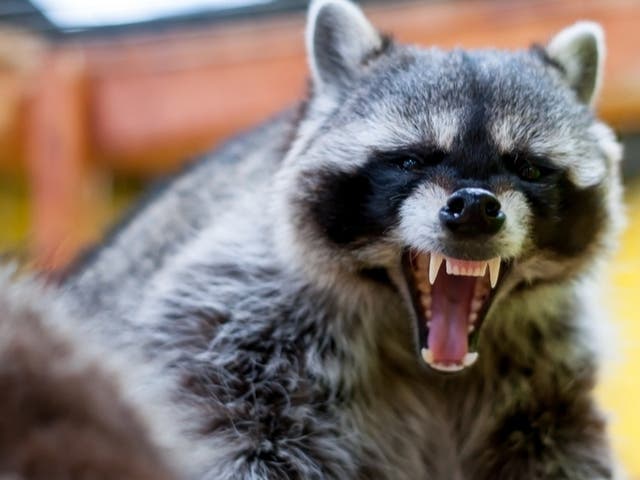 Rabid Raccoon Found For 2nd Time In A Month: Health Officials | Bowie ...