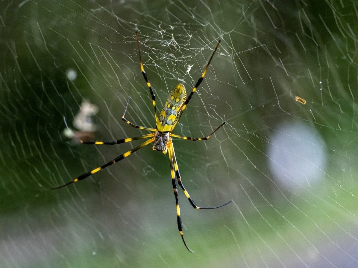 'Parachuting' Spiders, Needle Ants, Stink Bugs Spring To Life | Across ...