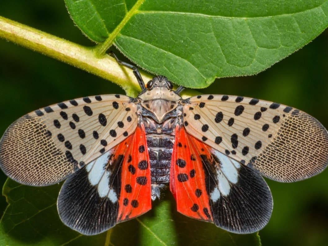 Spotted Lanternfly Reaches Adult Stage: Squish Or Trap It Now | Across ...