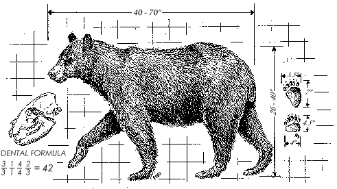 What to Do if You See Vernon's Resident Bear | Vernon, CT Patch