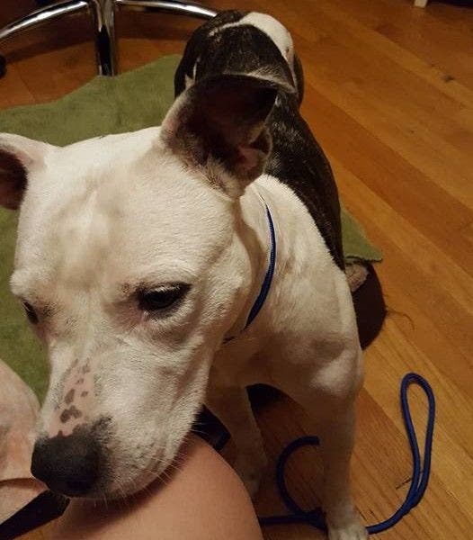Lost Dog Found in Manchester | Manchester, CT Patch