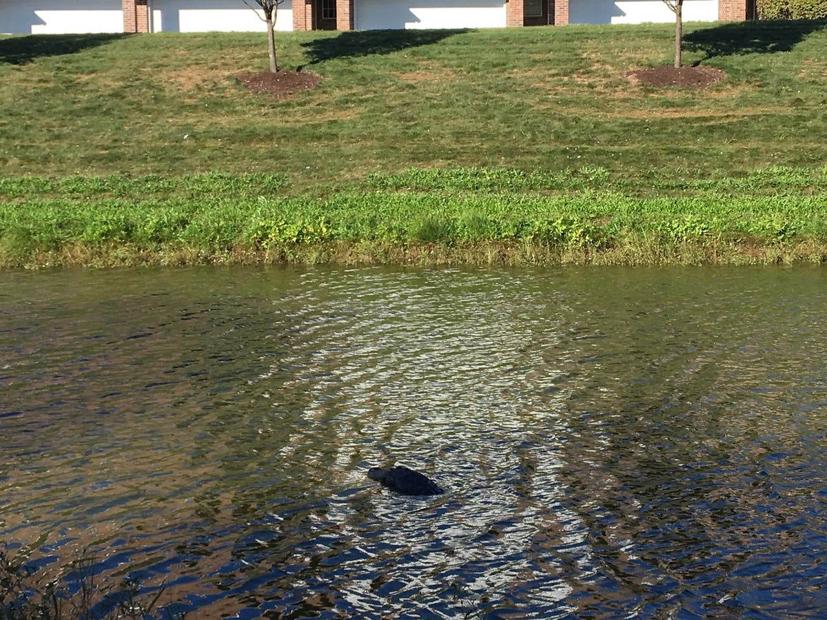 Authorities Respond to 'Alligator' Reports at Vernon Complex | Vernon ...