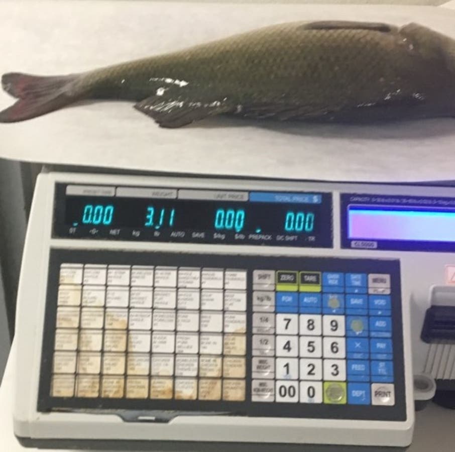 Teen Catches State Record White Perch at Crystal Lake | Ellington, CT Patch