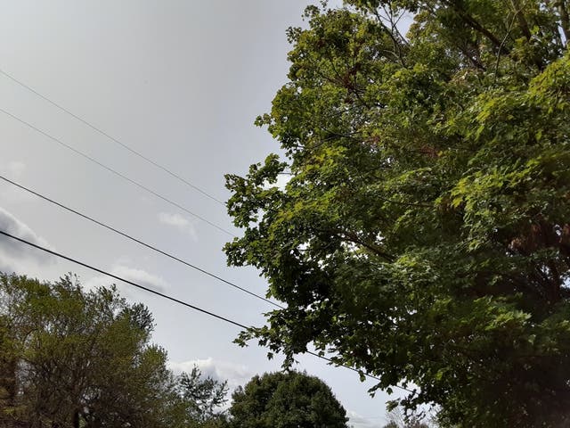Southington A Town Of Emphasis In Eversource 2021 Tree Program ...