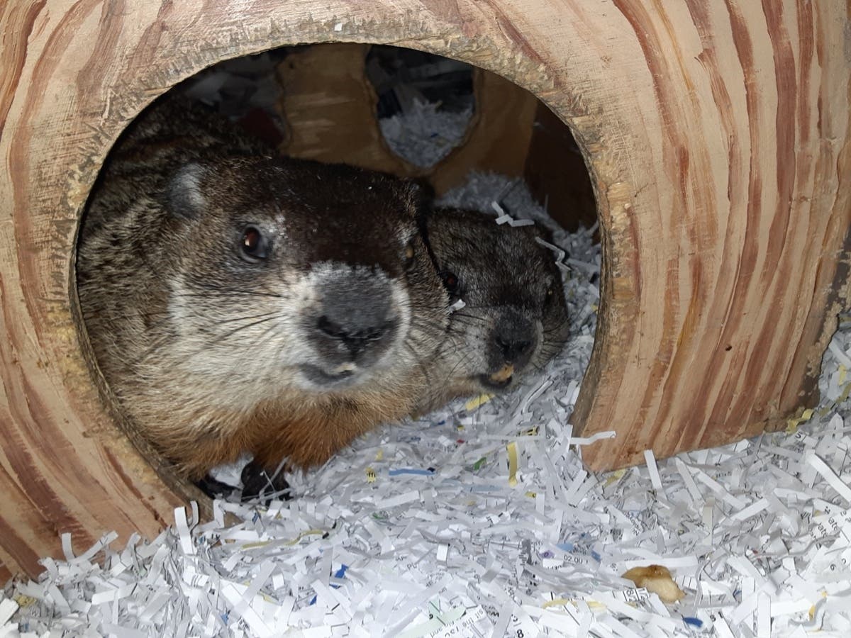 CT State Groundhog Chuckles Endorses More Mild Weather | Manchester, CT ...