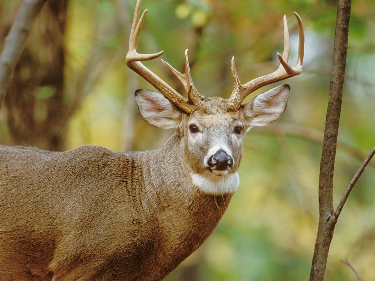Manchester Rivals Neighbors For Deer Crashes, Per Statewide Data ...