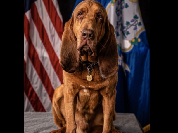 Tolland County Mourning Loss Of Revered Police Dog Eli | Tolland, CT Patch