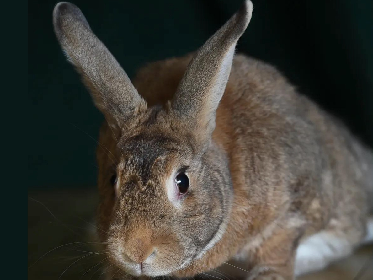 Lutz Museum Mourning The Passing Of Zitta, The Flemish Giant Rabbit ...