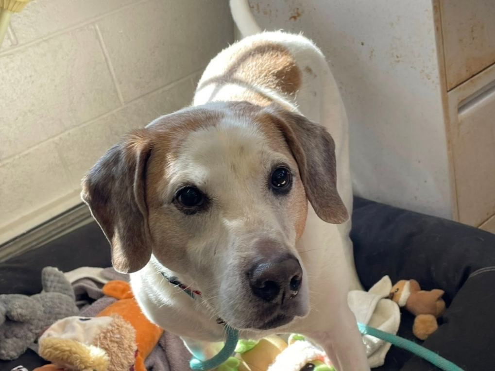 Meet Elmer: A Manchester Animal Control Dog Ready for Adoption ...