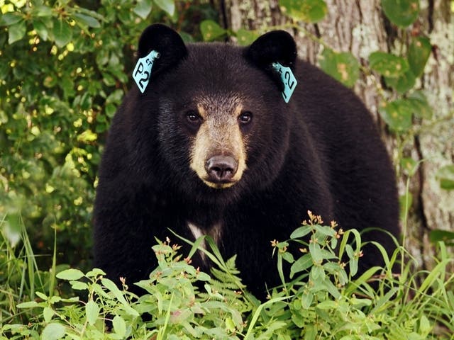 Latest Connecticut DEEP State Of The Bears Report Is Out ... See Where ...
