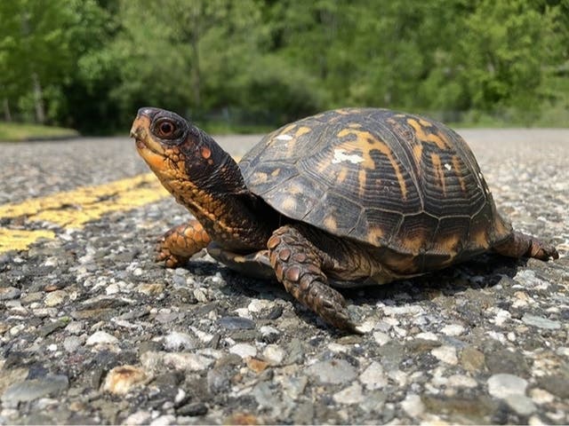 Connecticut DEEP Urges Drivers To Watch For Turtles On Roads During ...