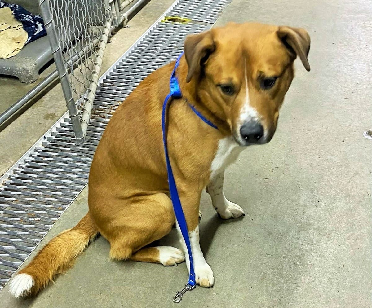 Male Canine Found Abandoned At Enfield Dog Park; Owner At Large ...
