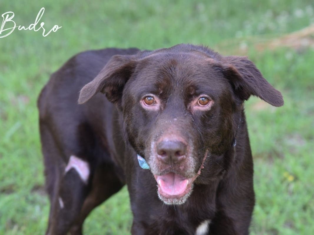 Dog & Puppy Foster Homes Needed for 7/13 | Algonquin, IL Patch