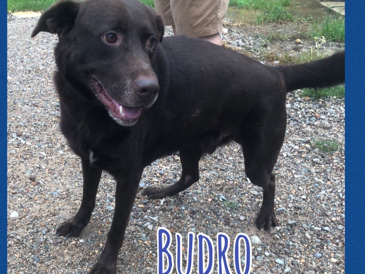 Dog & Puppy Foster Homes Needed for 8/3! | Naperville, IL Patch