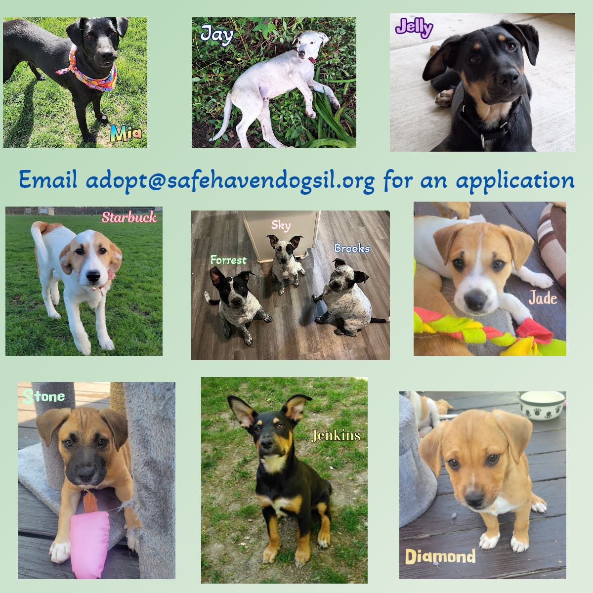 Jun 17 Dog And Puppy Adoption Event Geneva IL Patch