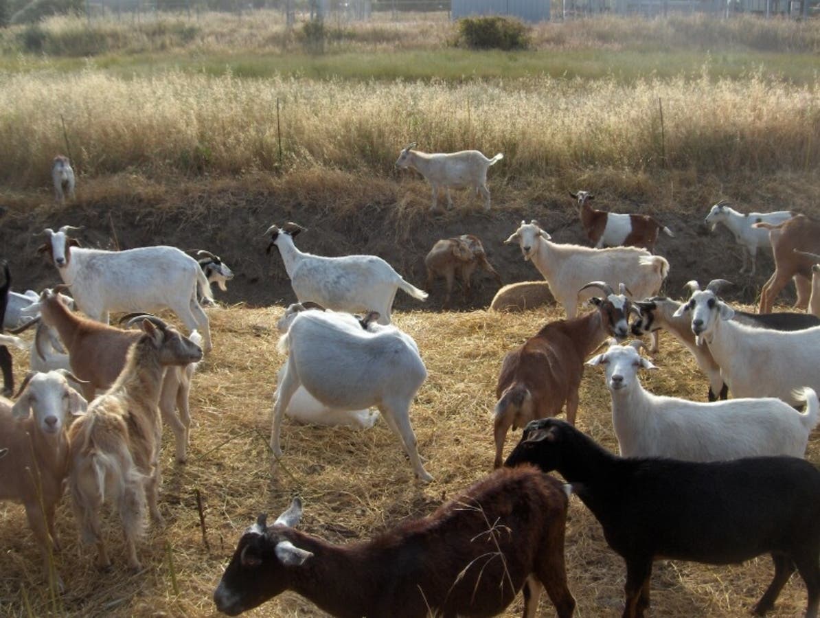 Goats Come To San Bruno CA's Belle Air Neighborhood -- posted 6/20/17 ...