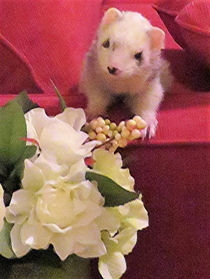 Author Chat and fun ferret at Foxy Loxy - Come visit with us ...