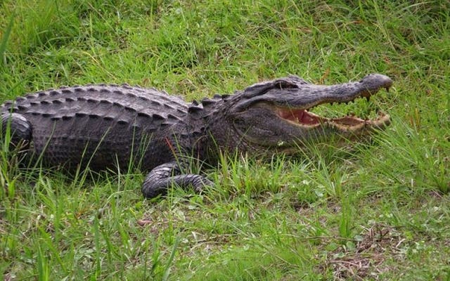 Seawater Bacteria Death, Flasher on Campus, 2-Headed Gator: Weird ...